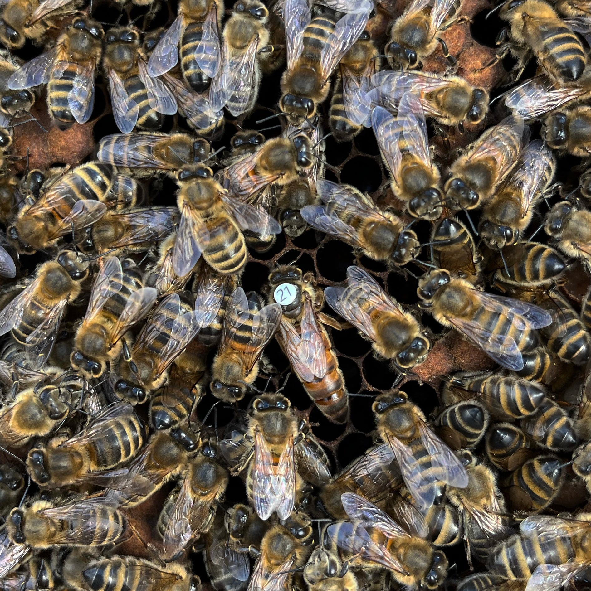 Gallery of queen bee videos & images | North Devon Queens